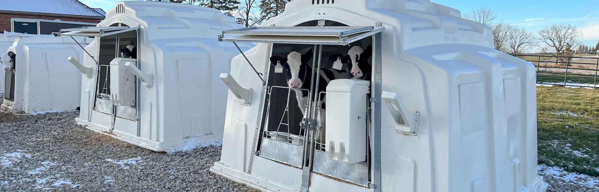 Advancing Calf Welfare: Agri-Plastics' Trailblazing Solutions ...