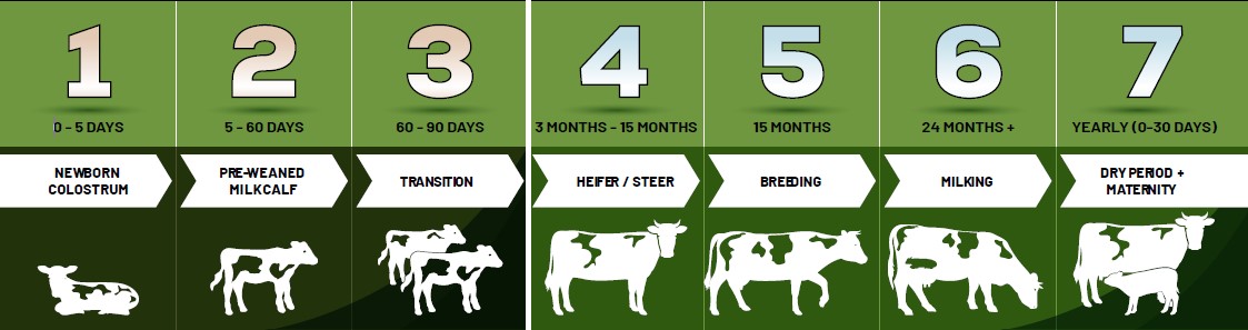 Introducing the 7 Stages of Cow | Crevainternational