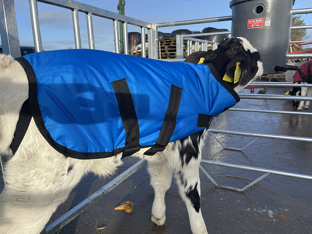 Calf-Comfort Calf Jacket | Creva International