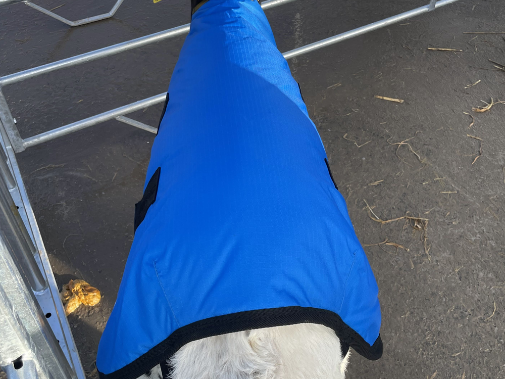 Calf-Comfort Calf Jacket | Creva International